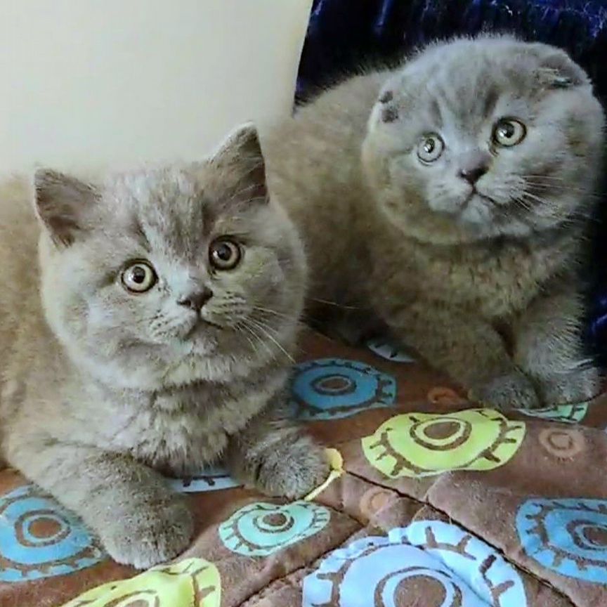 Шотландские котята