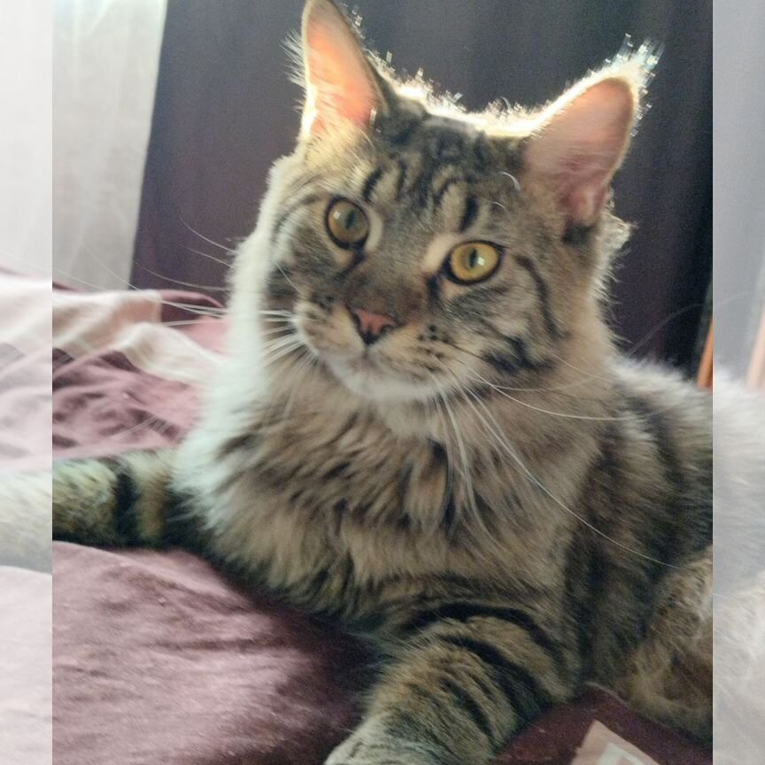 Мейн-кун котёнок