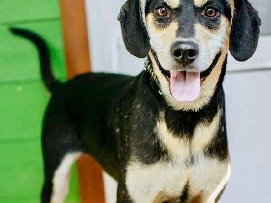 Добрый пёс Семëн ищет дом