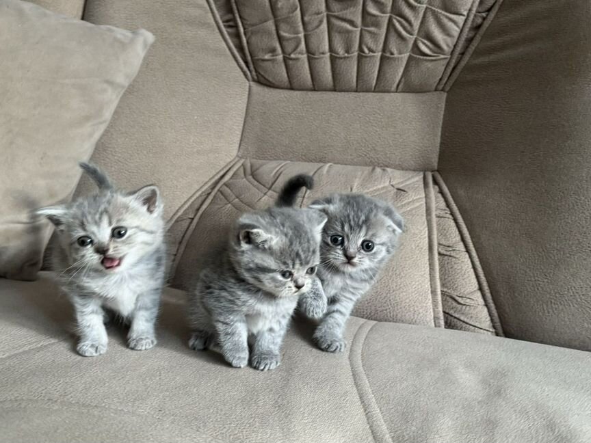 Шотландские вислоухие котята