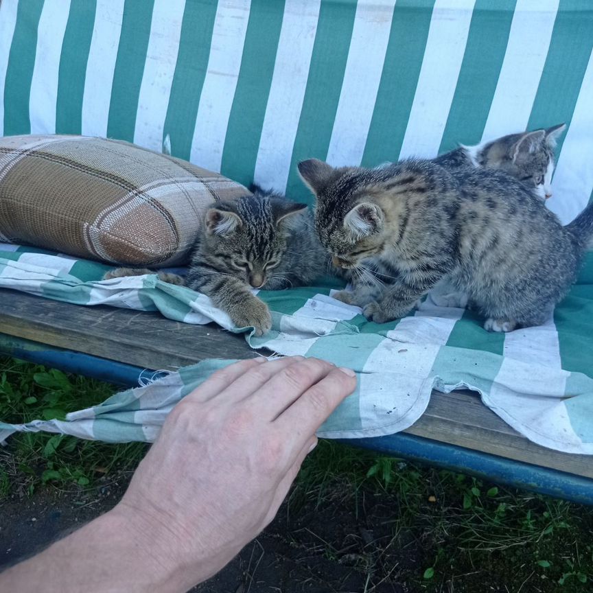 Котята в добрые руки бесплатно