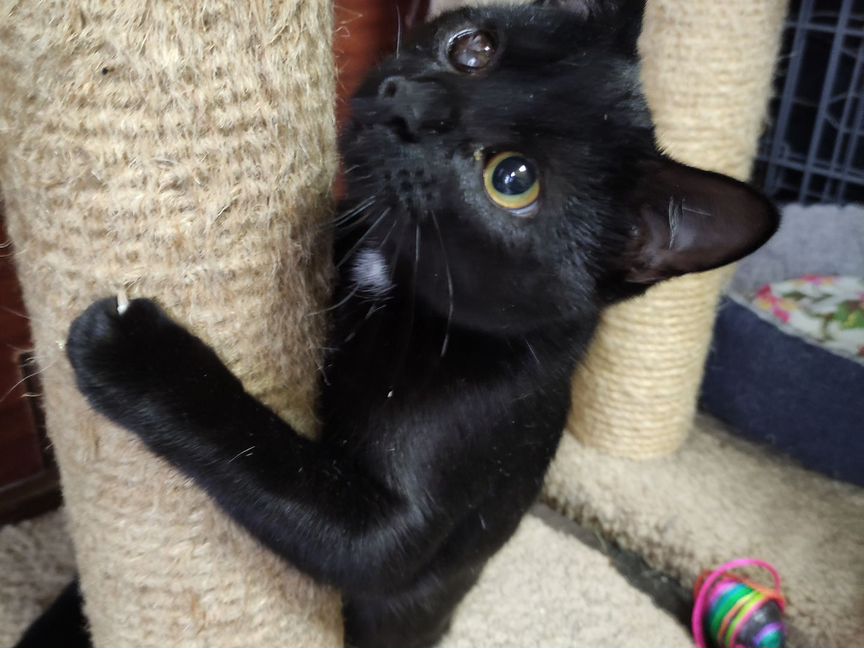 Кошечка