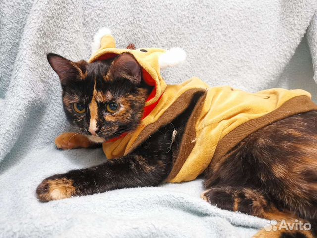 Твикси- кошка космического окраса, 11 месяцев