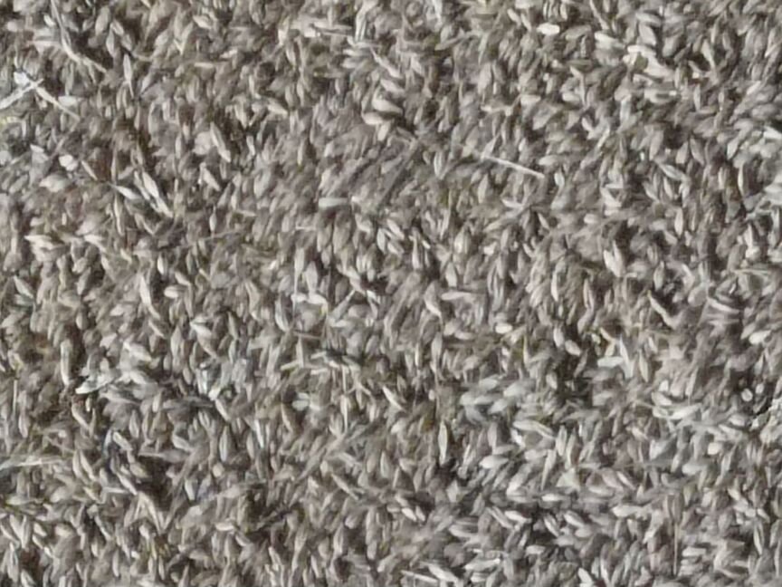 Овёс для лошадей