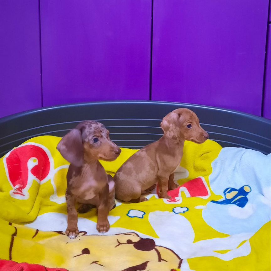 Карликовая такса