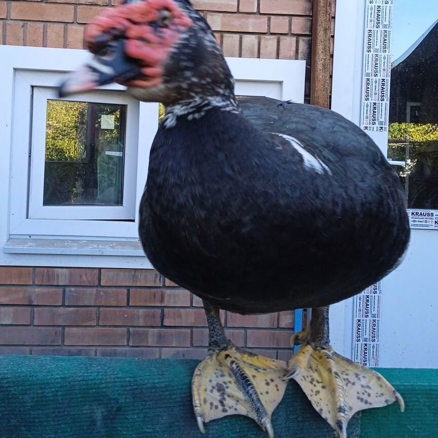 Продажа породистых мускусных уток