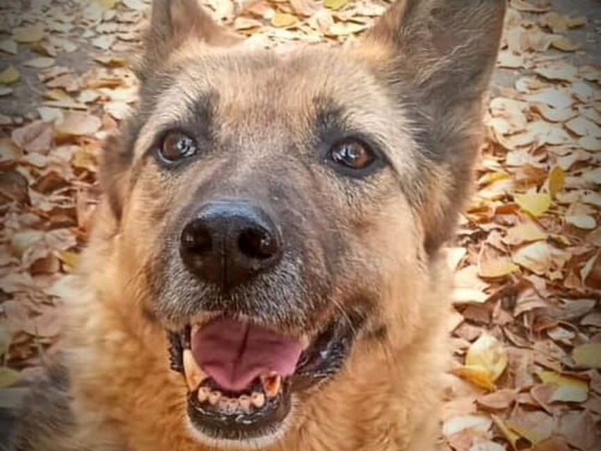 Почти овчарка Пальма ищет дом