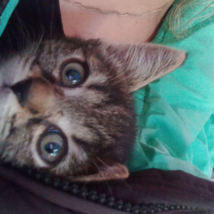 Котята в добрые руки бесплатно мальчик