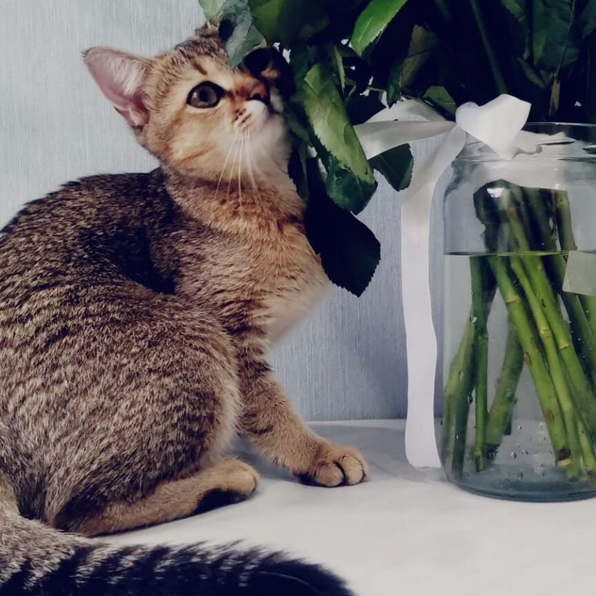 Британская кошечка золотая шиншилла
