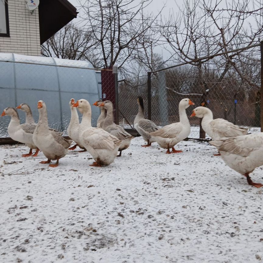Холмогорские гуси