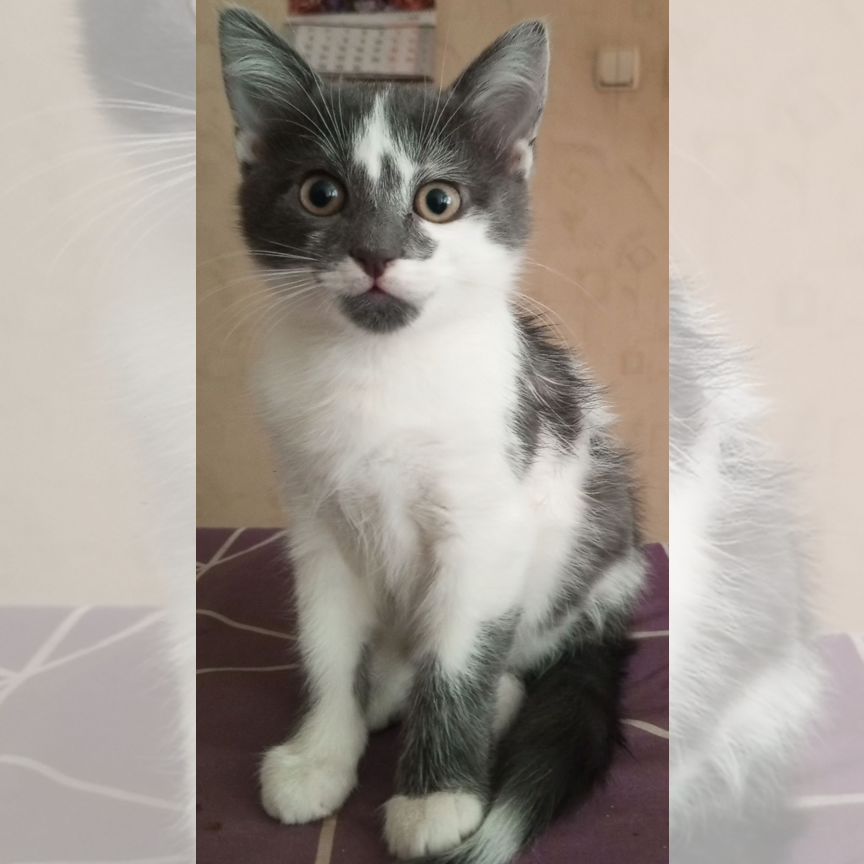Котёнок в добрые руки