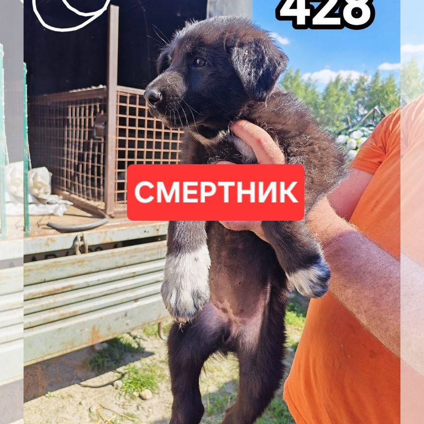Щенок в добрые руки