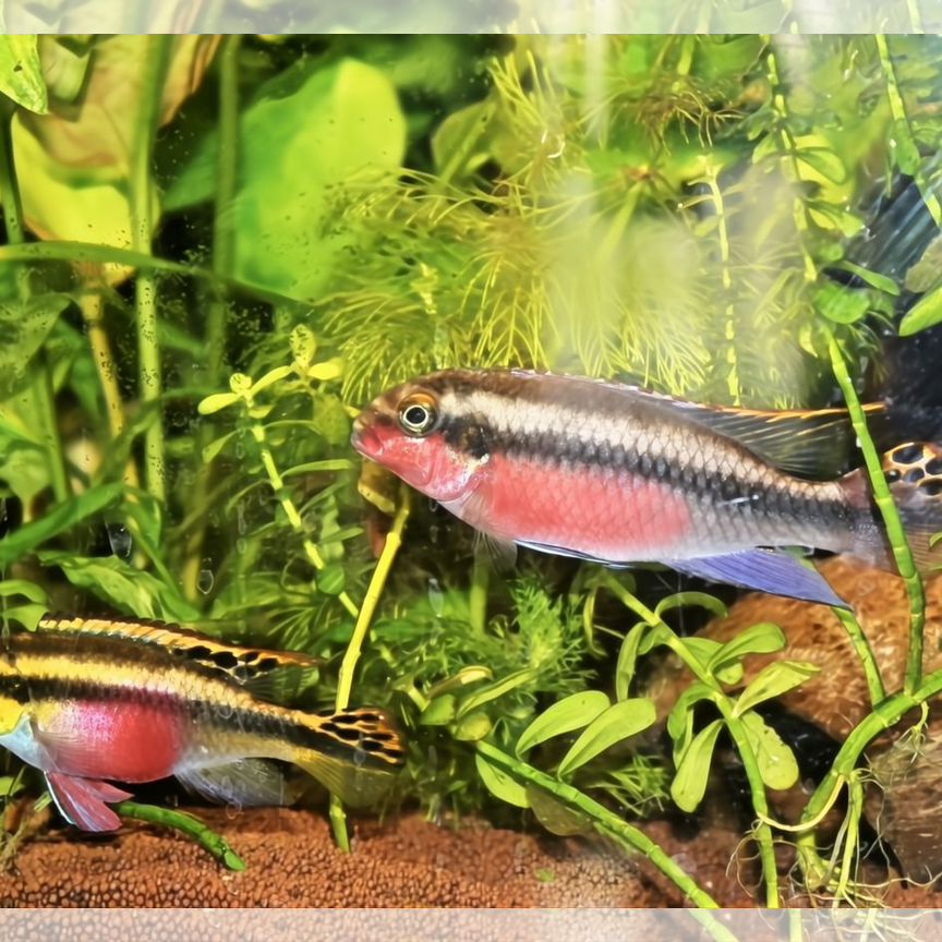 Пельвикахромис Пульхер