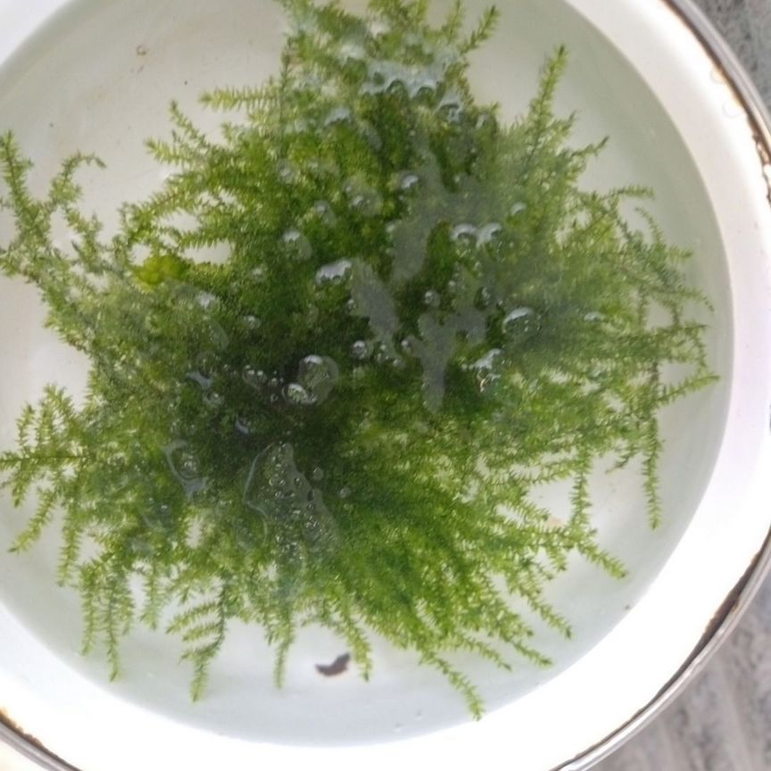 Мох Бабл пузырчатый