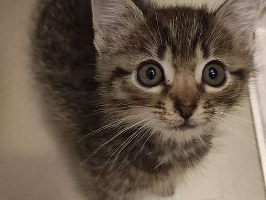 Котенок мальчик 1 месяц