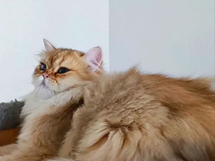 Золотой британский мальчик