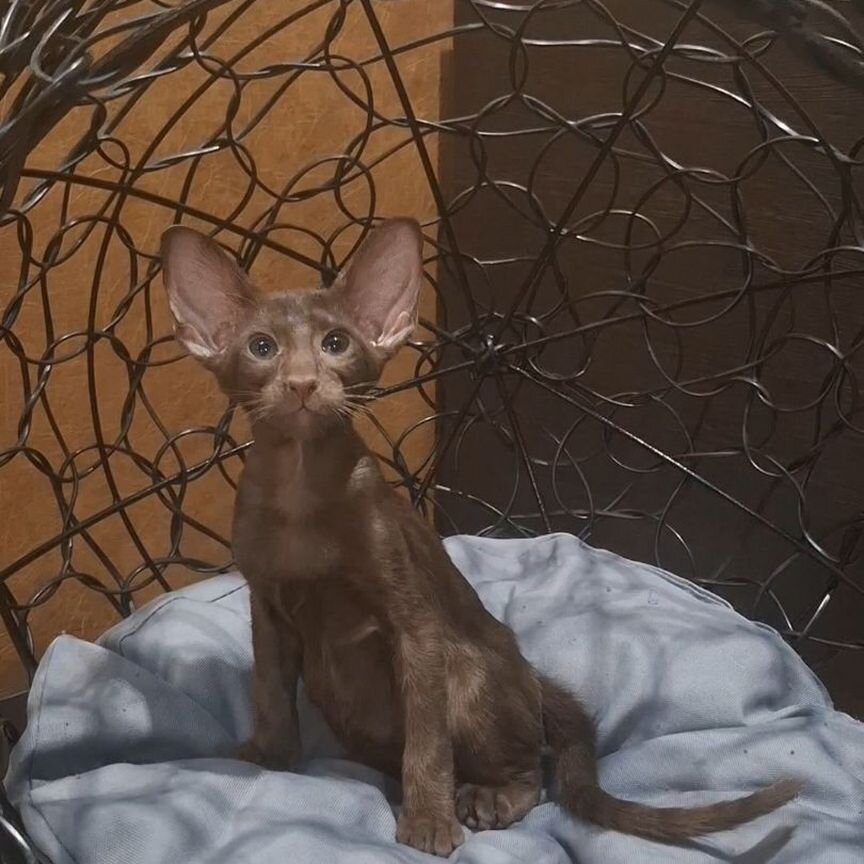 Ориентальные котята с документами