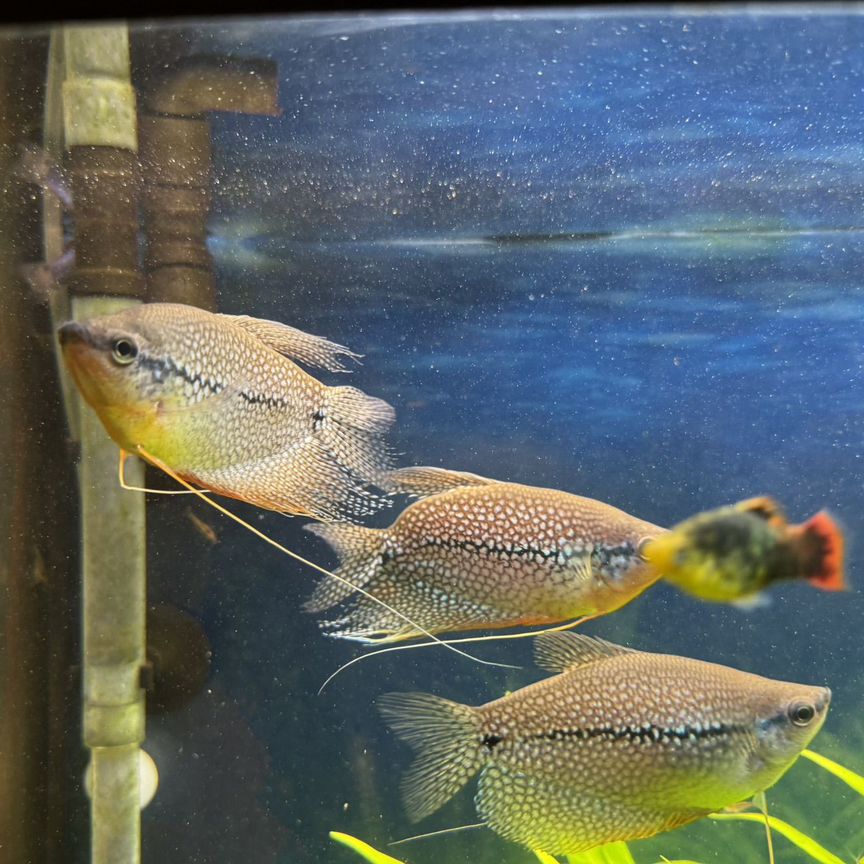 Гурами жемчужный