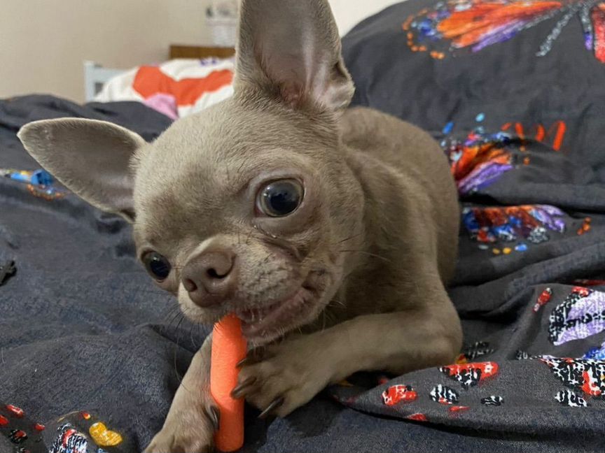 Чихуахуа микро