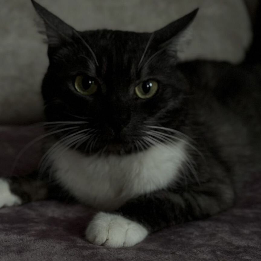 Взрослый кот в добрые руки