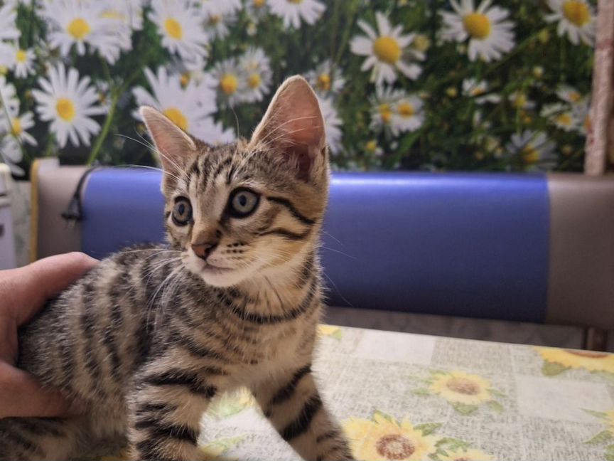 Бенгальские котята