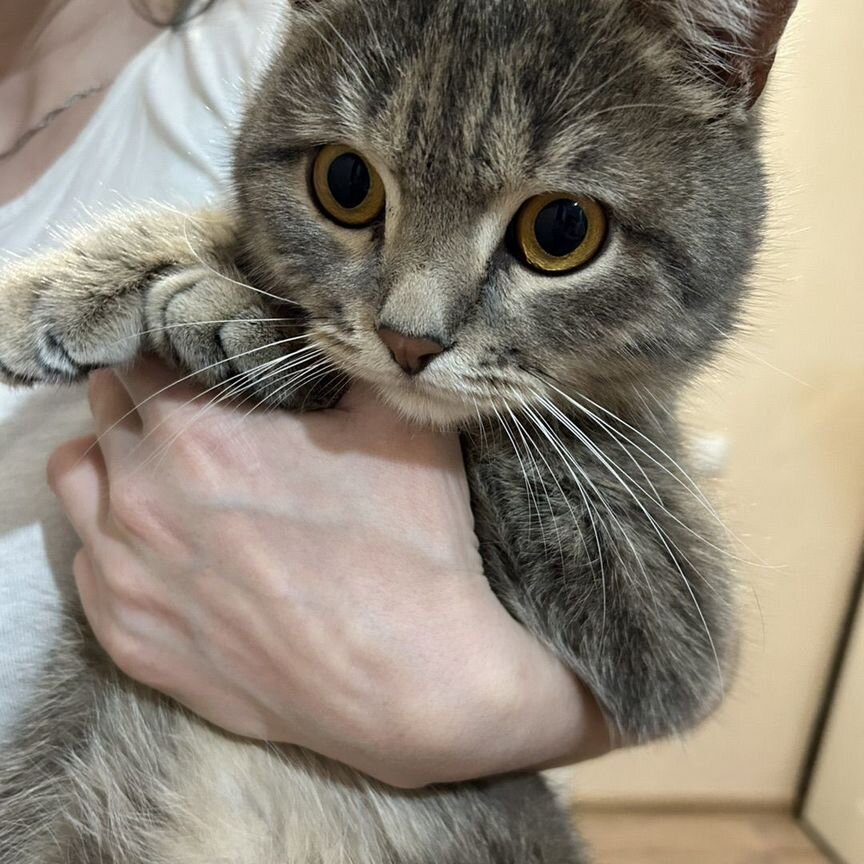 Кота в добрые руки