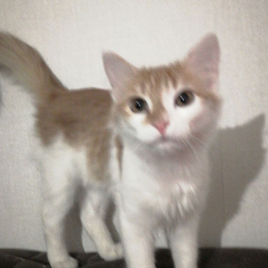 Отдам в добрые руки котика