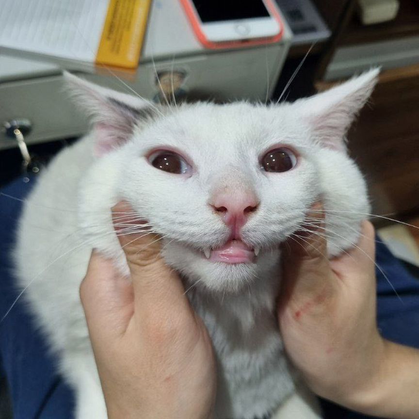 Котик очень хочет домой