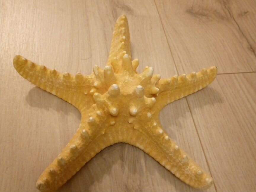 Морская звезда