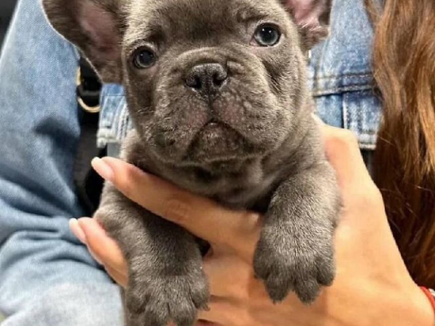 Щенки Франзуцский Бульдог