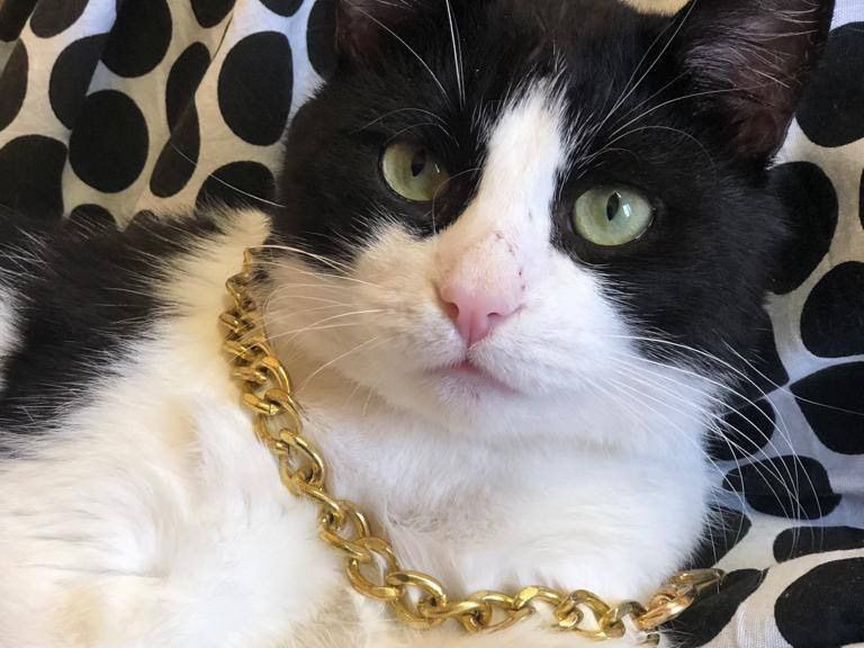 Кот в добрые руки бесплатно