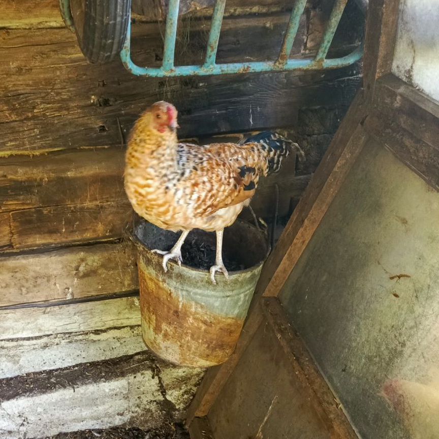 Петушок ку-ка-ре-ку