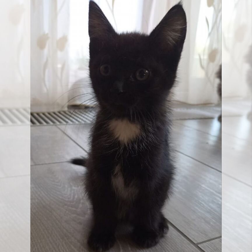 Котёнок в добрые руки