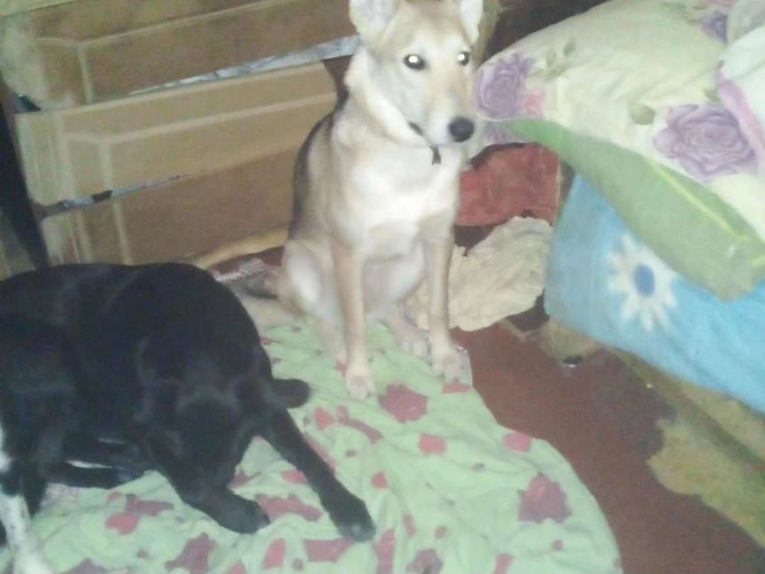 Девочка Фея