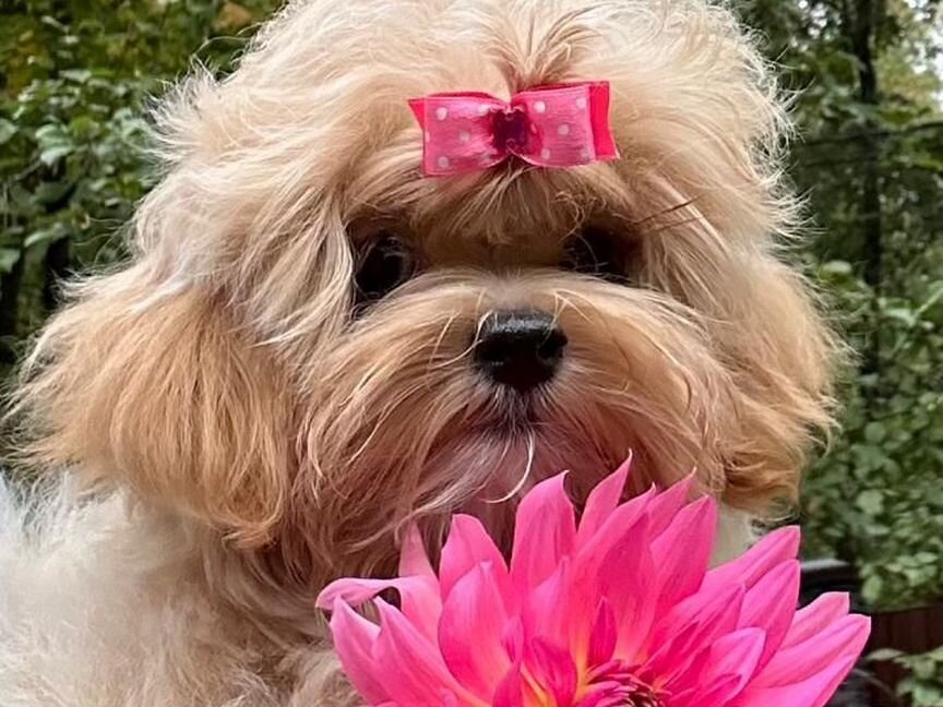 Мальтипу щенок девочка