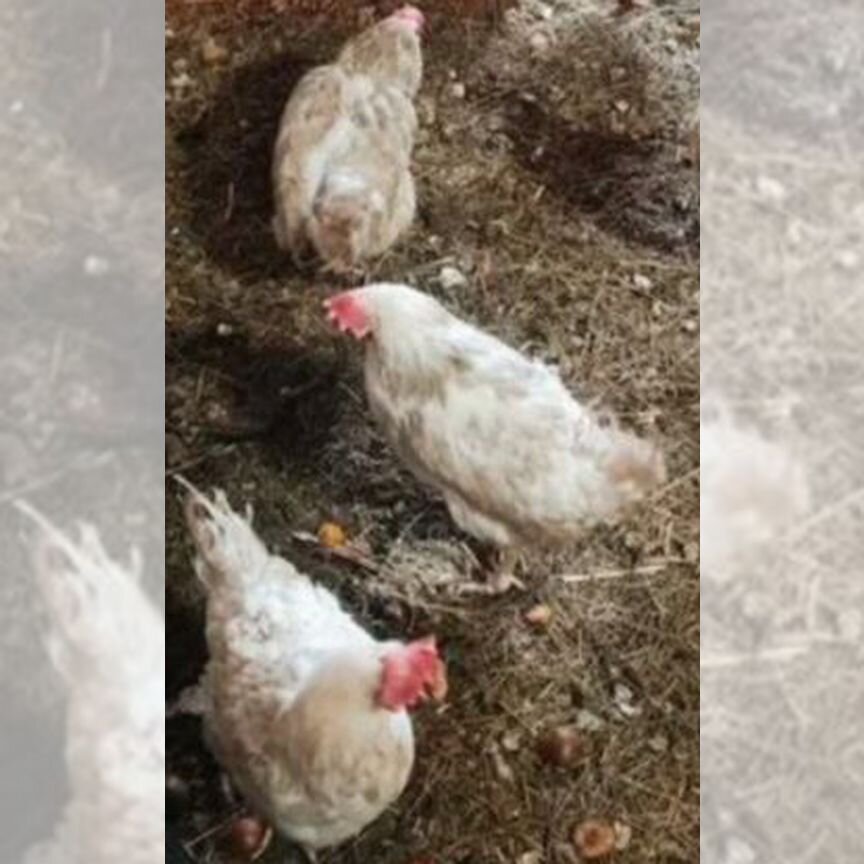 Куры несушки продам