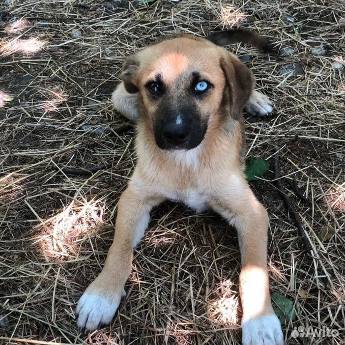 Малышка Фиона ищет дом