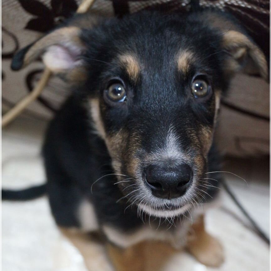 Щенок в добрые руки