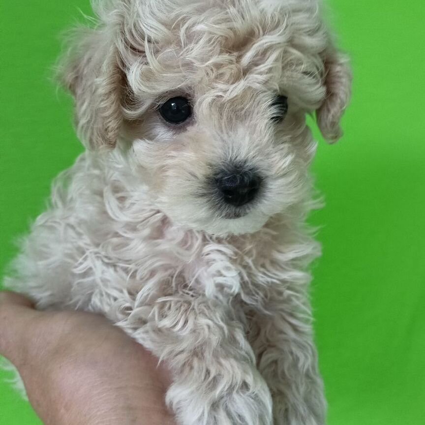 Мальтипу (пушоны) цвета Шампань