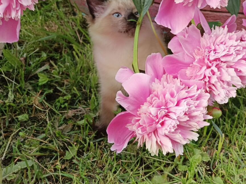 Мальчик одуванчик