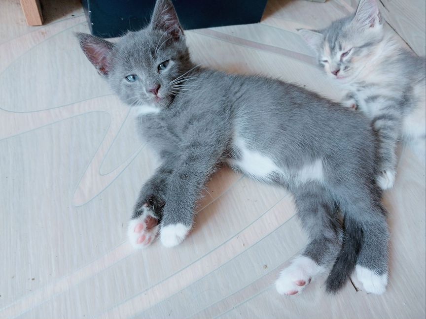 Котята в добрые руки