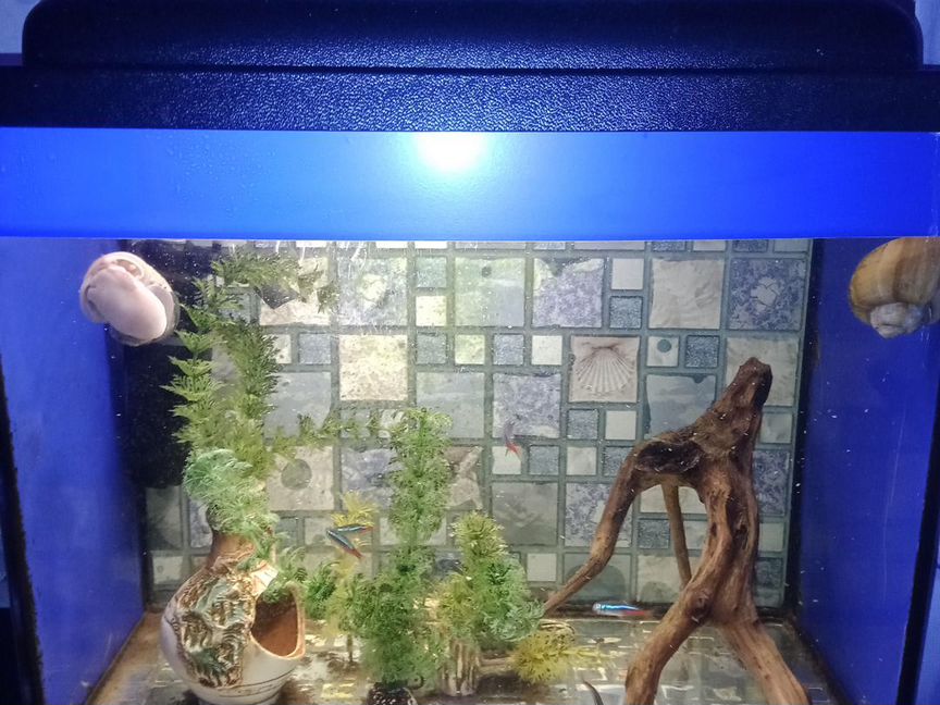 Неончики, улитки и аквариум