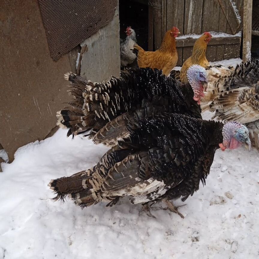 Индюки домашние