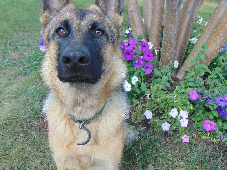 Щенки немецкой овчарки