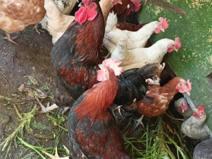 Куры несушки