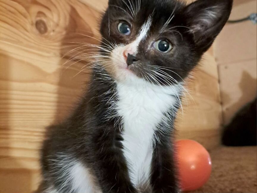 Котенок 2 месяца мальчик ищет дом
