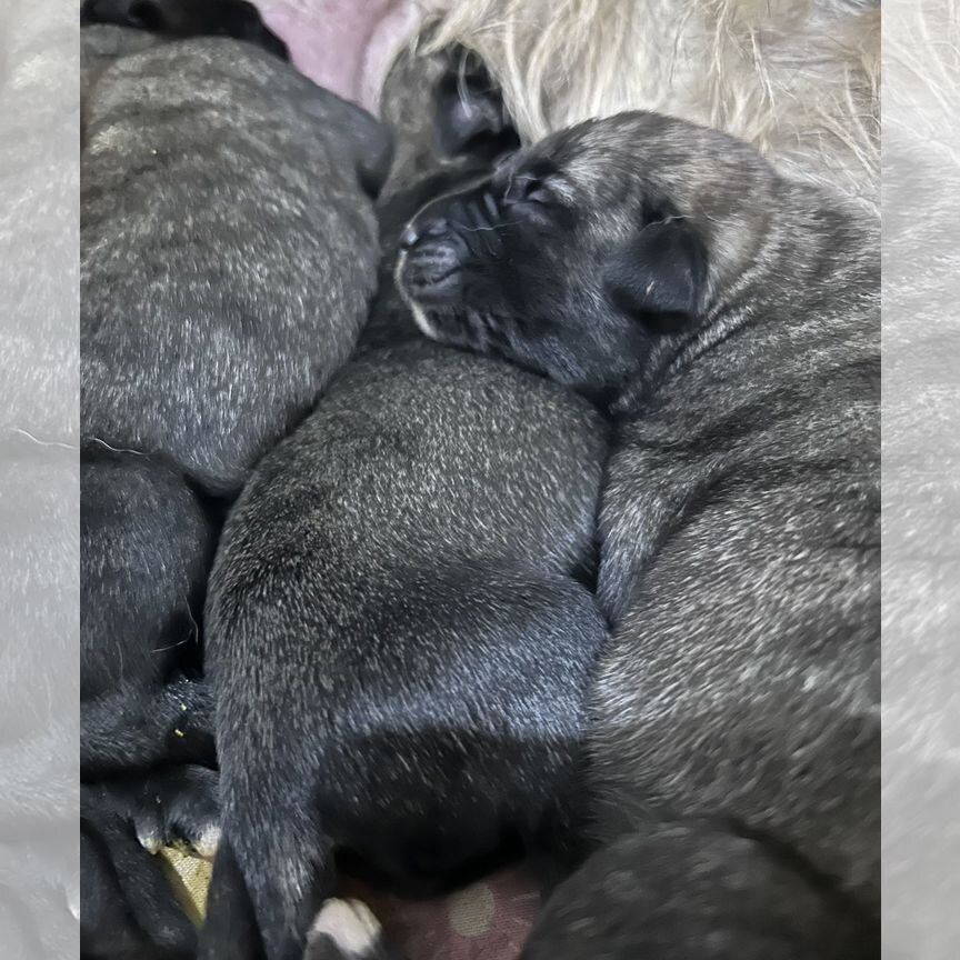 Щенки ирландского вольфхаунда