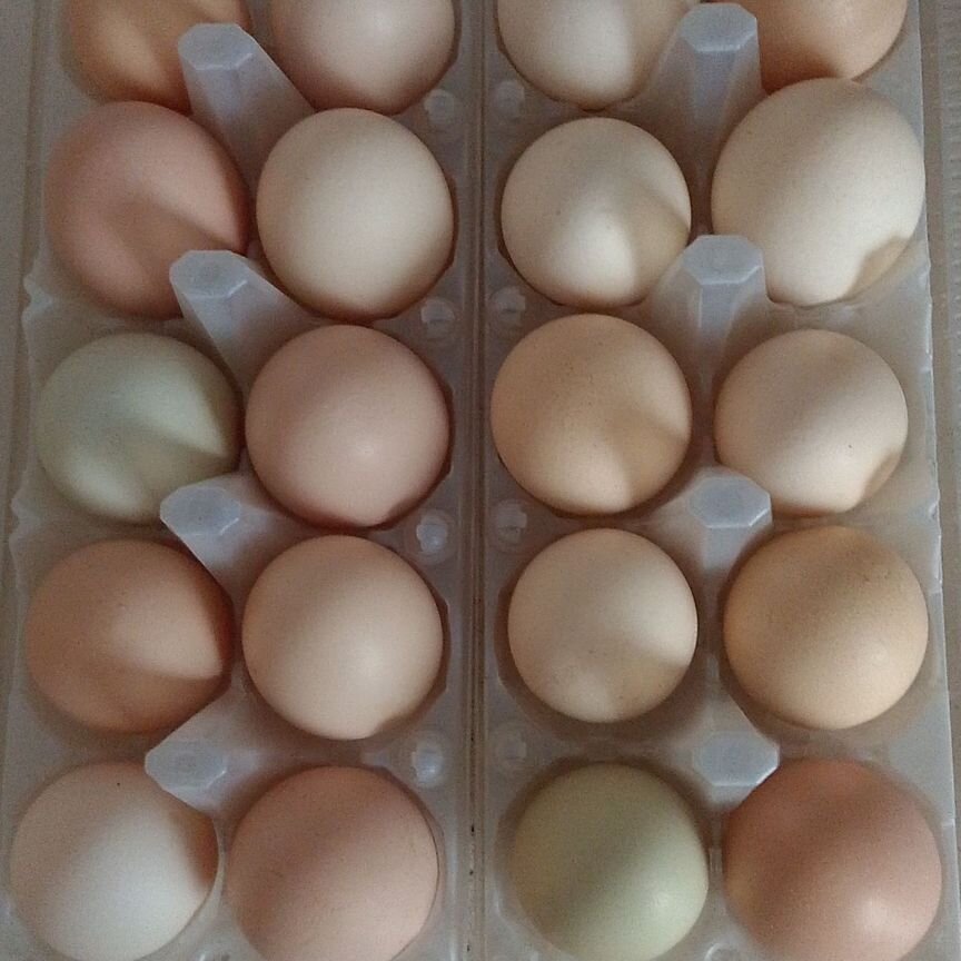 Инкубационное яйцо кур несушек