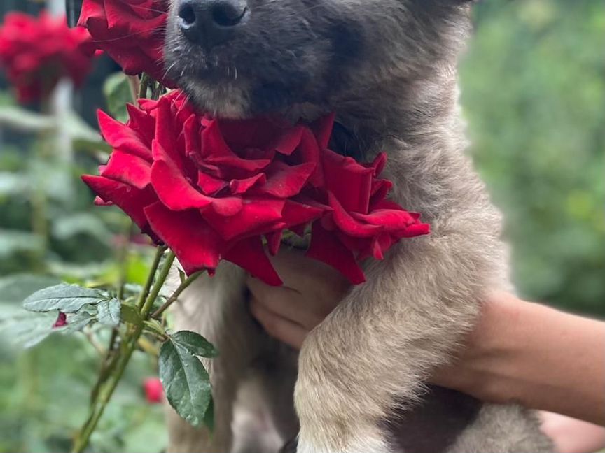 Собака в добрые руки