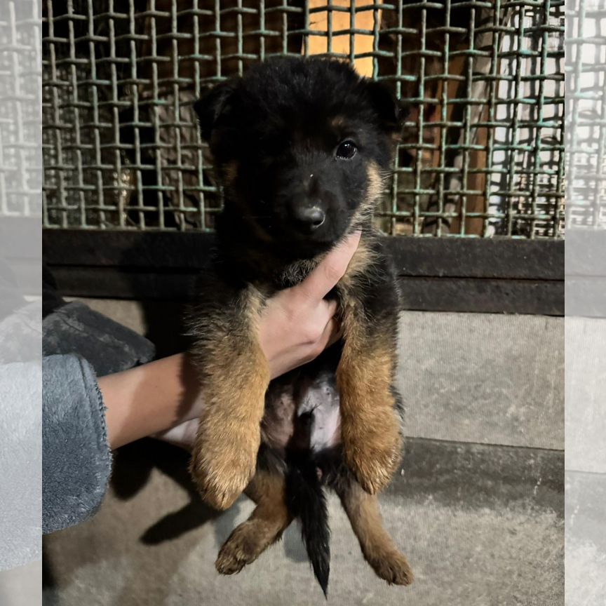 Черная немецкая овчарка